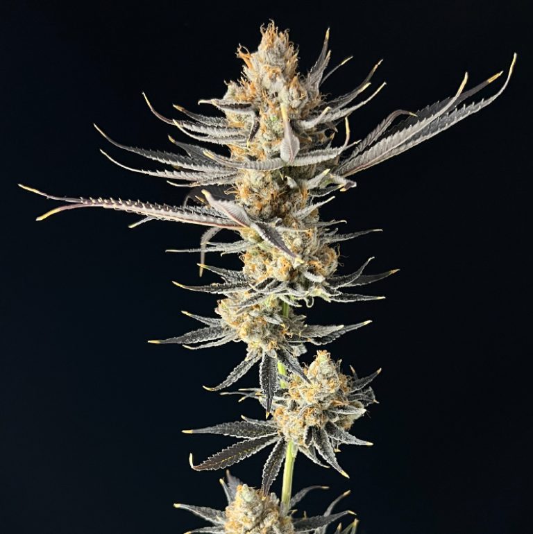 Black Cherry Punch Strain | Fruity, Sweet & Potent | Royal Trees | RiZe